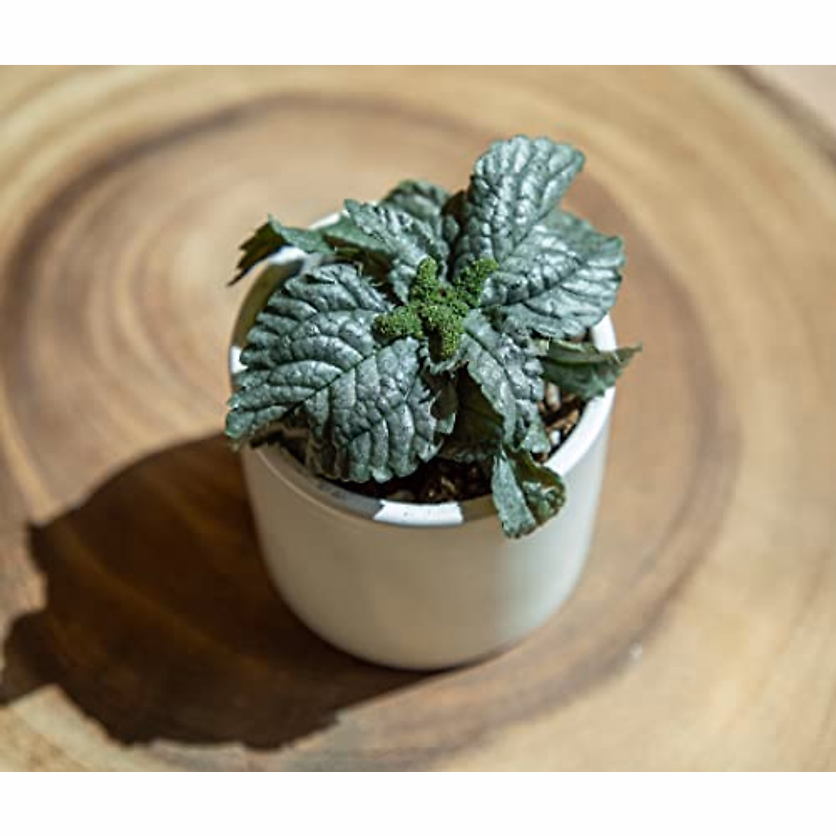 Easy to Grow Houseplants (12 Pack) Live House Plants in Plant Containers, Growers Choice Plant Set in Planters with Potting Soil Mix, Home Décor Planting Kit or Outdoor Garden Gifts by Plants for Pets