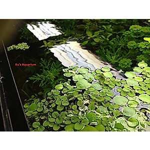 24 Water Spangles (Salvinia Minima), Live Aquarium/Aquatic/Floating/ Pond/Beginner Plant by G&Z