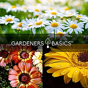 Daisy Seeds for Planting Outdoors Flower Seeds (3 Variety Pack) Alaska Shasta Daisy, Painted Daisy, Yellow Daisy Varieties for Butterflies, Bees, Pollinators Wildflower Seed by Gardeners Basics