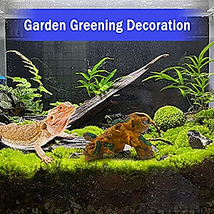 BNOSDM Reptile Driftwood Decoration Natural Coral Driftwood Branches for Aquarium Reptile Toy Natural Habitat Decor Wood for Bearded Dragon Lizad Amphibian Fish Tank