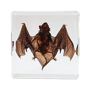 FlyingBean Real Bat Specimens in Resin Paperweight Crafts, Animal Taxidermy Collection for Science Education & Desk Ornament (Bat), 75 x 75 x 24mm (3 x 3 x 1 inch) (FBBF-03)
