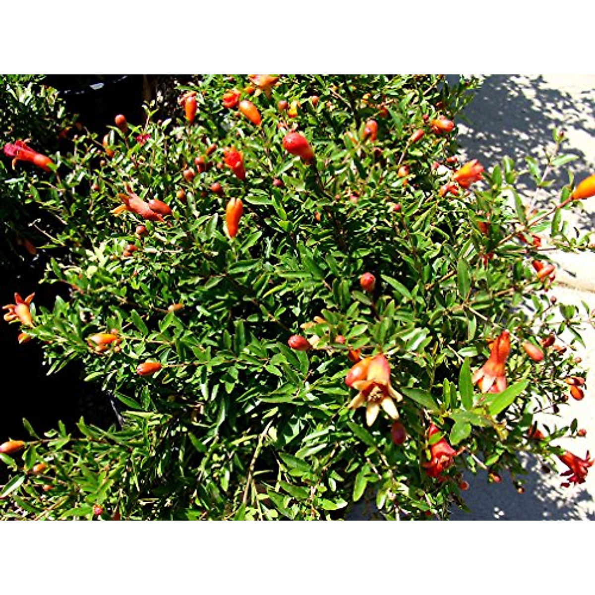 1056-Pomegranate Dwarf (Punica granatum) Seeds by Robsrareandgiantseeds UPC0764425786299 Non-GMO,Organic,USA Grower,1056 Package of 10 Seeds