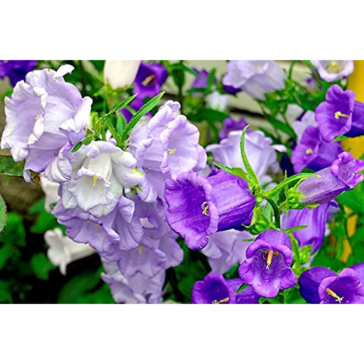 Canterbury Bells Campanula Medium Bluebells Flower Garden About 100 Seeds for Planting