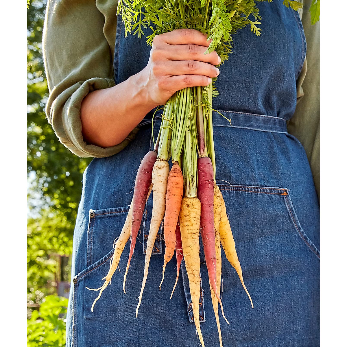 Burpee Kaleidoscope Blend Carrot Seeds | 1500 Non-GMO Seeds | Rainbow Carrot Seeds for Planting | Vegetable Seeds for Planting Home Garden | Five Colors: Red, Orange, Purple, White, and Yellow