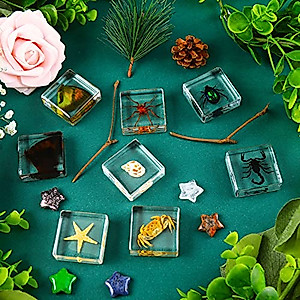 8 Pcs Insects in Resin Specimen Bug Collection Paperweights Bug Toys Preserved in Resin Specimen Bug Kit Specimen Sea Life Insect Toys Real Bug Specimen Bug Scientific Educational Toy, 8 Styles