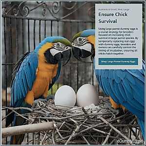 Plastic Large Parrot Eggs for Macaw & Cockatoo. 2 Dummy Solid Non-Toxic Fake Decoy Faux Mock Eggs 1-7/8" x 1-1/2" (4.8 x 3.8cm)