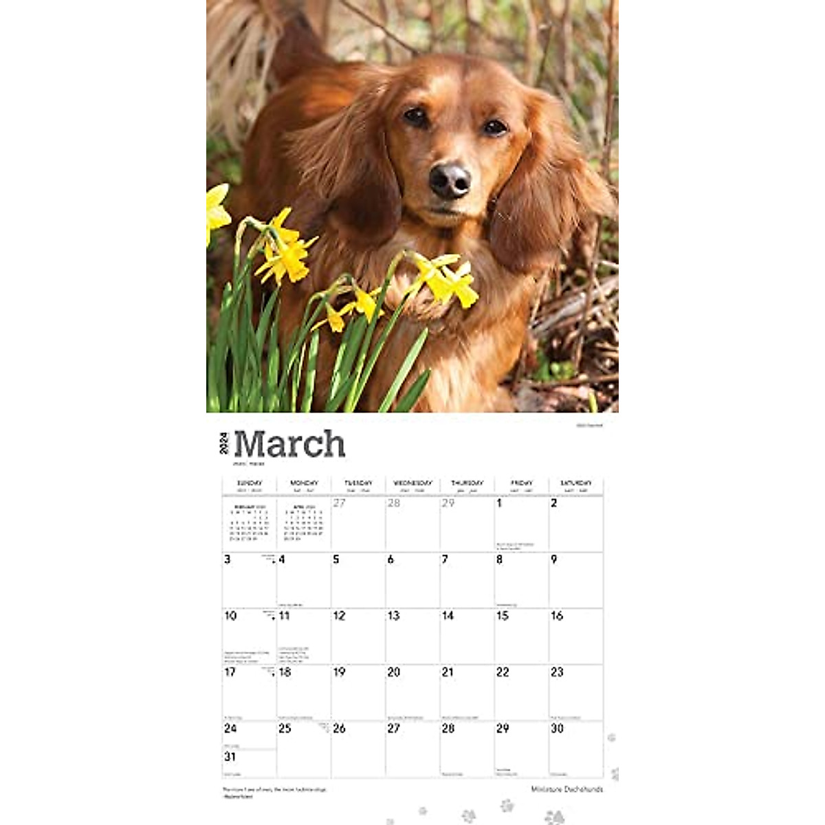 Miniature Dachshunds | 2024 12 x 24 Inch Monthly Square Wall Calendar | BrownTrout | Animals Small Dog Breeds