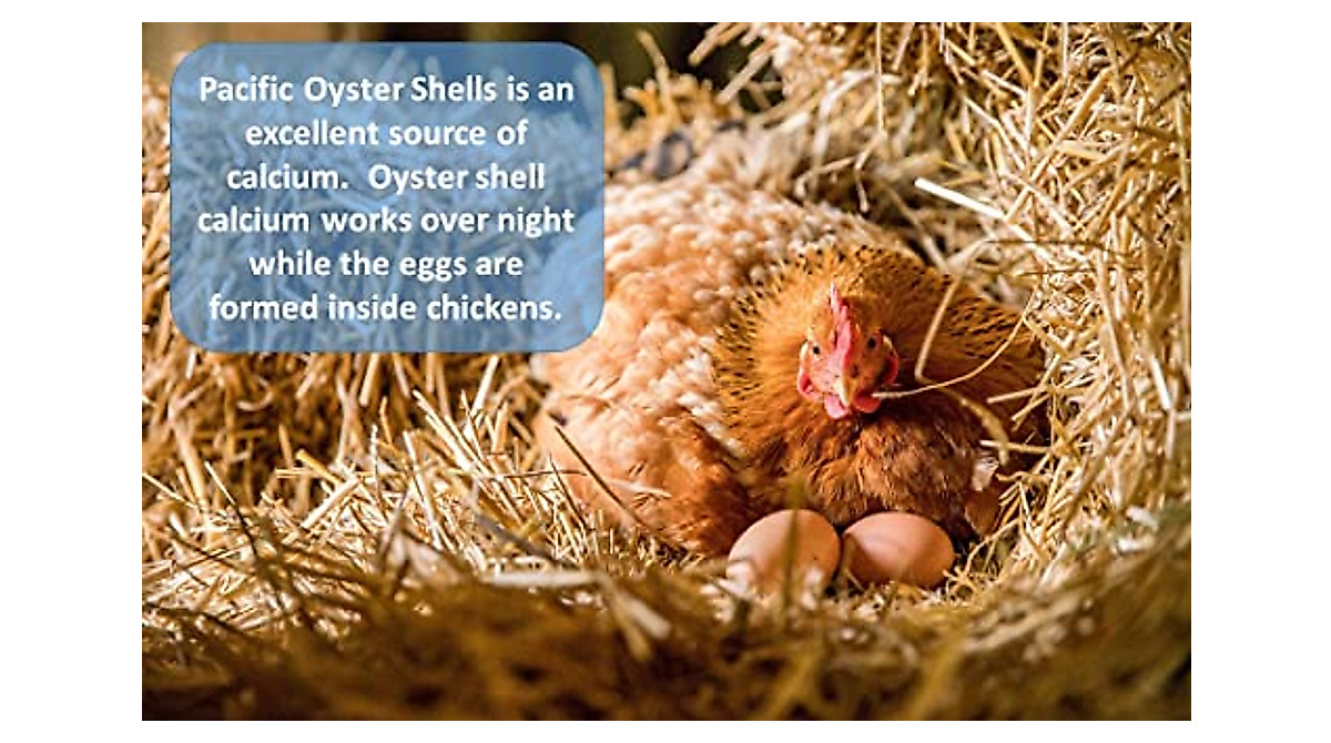 Pacific Oyster Shells - Natural Calcium for Strong Eggshells & Poultry ...
