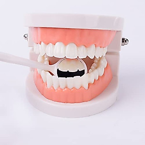 Dental Teeth Model, Standard Teeth Model, Denture Mouth Model Demonstration for Kids Dental Teaching Study Supplies
