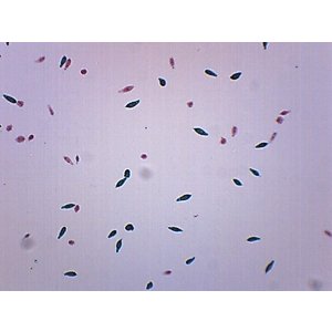 EISCO (Pack of 10) Euglena Virdis, Wholemount - Prepared Microscope Slides - Classroom Pack, 10 Slides in Storage Case - Biology & Microscopy