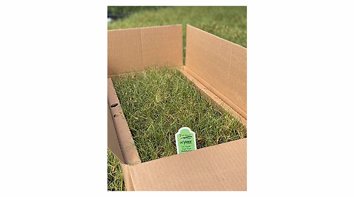 UC Verde Buffalograss Plugs - Eco-Friendly Turf Grass