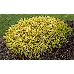 Pixies Gardens (Liner) Kings Gold Mop Cypress-Dwarf Golden with Thread Like Golden Yellow Foliage-Gives A Splash of Yellowish Color Provides Excellent Contrast Great for Bonsai Interesting Evergreen