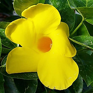 Yellow Mandevilla Sanderi Seeds Perennial Annual Evergreen Ornamental Fragrant Fast Growing Trellises Pergolas Arbors Outdoor 100Pcs Flower Seeds by YEGAOL Garden