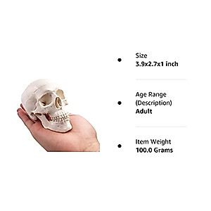 BornTo Edu Mini Skull Model - Small Size Human Medical Anatomical Adult Head Bone for Education