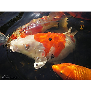 Aquascape Premium Color Enhancing Fish Food for Small to Medium Pond Fish, Medium Pellet, 1.1 Pounds | 98873