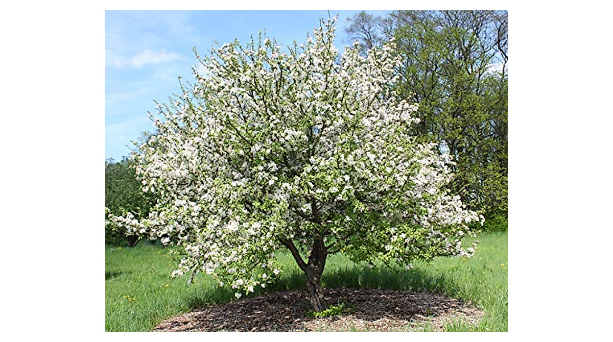Buy European Crab Apple Tree Seeds - High Germination Rate