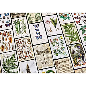 Vintage Collection Postcard Set: Pack of 30 Retro Style Botanical, Nature and Ephemera Postcards by Wintertime Crafts