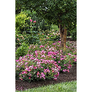Drift Roses - Rosa Pink Drift (Rose) Rose, pink flowers, #2 - Size Container