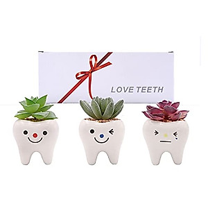 MONMOB Pack of 3 Mini Shaped Tooth Planter Ceramic Succulent Plant Pots Set for Small Succulent Tooth Gifts for Adults Kids Women Dentist