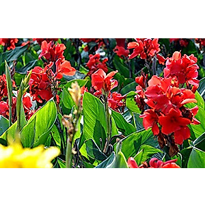 20+ Mixed Canna Lily Flower Seeds Perennial Beautiful Bonsai Plant Home Garden Decor