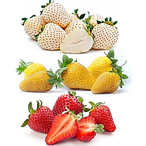 800+ Strawberry Seeds 400 White 300 Red and 100 Yellow Strawberry Seeds Mixed for Planting