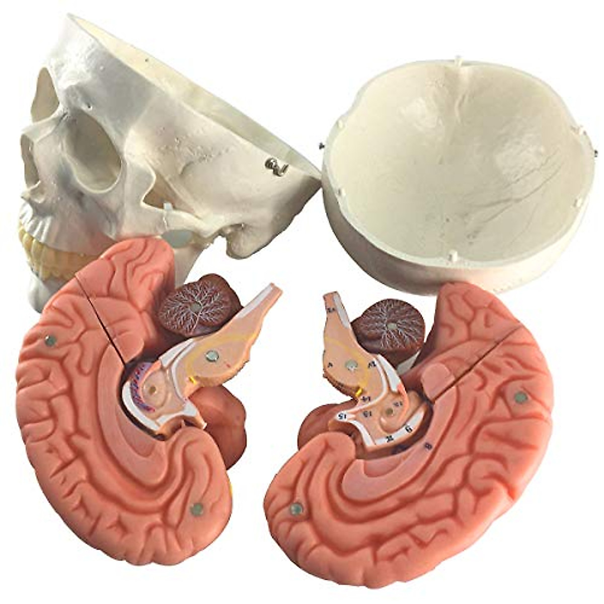 Human Skull and Brain Model, 11 Parts, Life Size, Anatomical Human Head Model W/Brain, Human Skull, for Medical Teaching Learning, Medical Students and Kids Education Display Tool