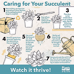 Kalanchoe Live Succulents Plants Live Flowers (3 Pack), Kalanchoe Plant Live Succulent Plants, Kalanchoe Plants Live Indoor Plants Live Houseplants, Fresh Flowers for Delivery Prime by Plants for Pets