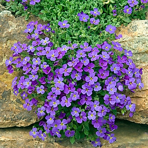 3000+ Mix Creeping Thyme Seeds Ground Cover for Planting - 6 Colours Individually Packed Thymus Serpyllum Heirloom Blue, Purple, White, Red, Green, Yellow Beautiful Perennial Flower