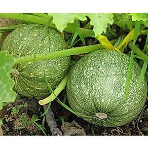 Round Zucchini Summer Squash Seeds for Planting, (Eight Ball Zucchini), 40+ Heirloom Seeds Per Packet, (Isla's Garden Seeds), Non GMO Seeds, Botanical Name: Cucurbirta Pepo