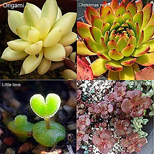 KOqwez33 Seeds Plant for Garden Decoration,300Pcs Mixed Succulent Plant Seeds Ornamental Potted Bonsai Garden Balcony Decor - Mix Succulent Seeds