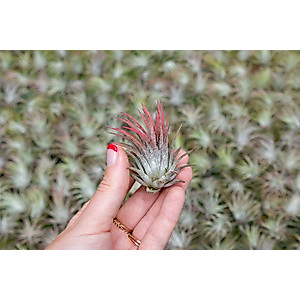 5 Pack Ionantha Air Plants Live Tillandsia Succulent Air Plant - Available in Wholesale and Bulk - Home and Garden Decor - Easy Care Indoor and Outdoor Plants Holders