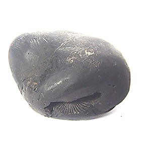 XUETZALCOATL Sacred Adwaitya Shweta Gadadhar Pandit Shaligram Nepal Kali Gandaki