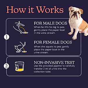 Oncotect Essential Dog Cancer Screening Test Kit, Easy to Use at Home Cancer Detection, Affordable Non-Invasive Urine-Based Test, Works On All Dog Breeds and Ages