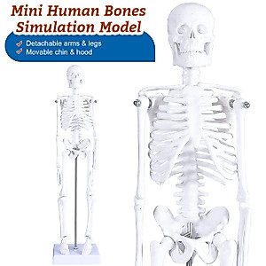 faruijie Human Heart & Body Torso & Skeleton Anatomy Model - Anatomical Assembly Model of Human Organs Mini Human Skeleton Model with Movable Arms and Legs for Medical Student Educational Kit