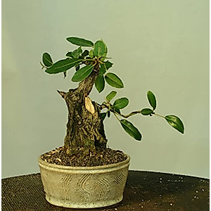 CHUXAY GARDEN Tabebuia Heterophylla Seed,Pink Trumpet Tree 10 Seeds Exotic Flowering Tree Highly Fragrant Wonderful Choice for Garden