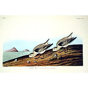 Ruddy Plover. From"The Birds of America" (Amsterdam Edition)