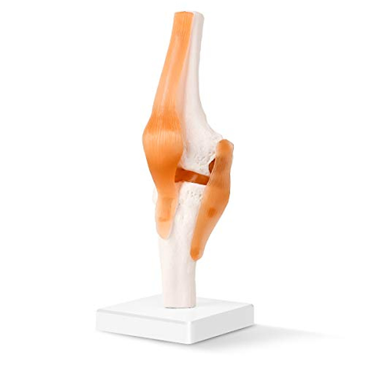 LYOU Human Knee Joint Model with Knee Ligament, Life Size Anatomical Knee Joint Flexible Skeleton Model, Perfect for Medical Learning and Teaching