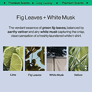 OffCourt - Natural Deodorant Body Spray for Men and Women - Aluminum Free - Whole Body Deodorant for Women and Men - Clean Fig Leaves and White Musk Scent, 3.4 Ounce (Pack of 3)