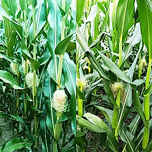 200 pcs "Peaches and Cream" Bi-Color Sweet Corn Seeds, Non GMO & Heirloom Seeds, Peaches & Cream Zea Mays Seeds