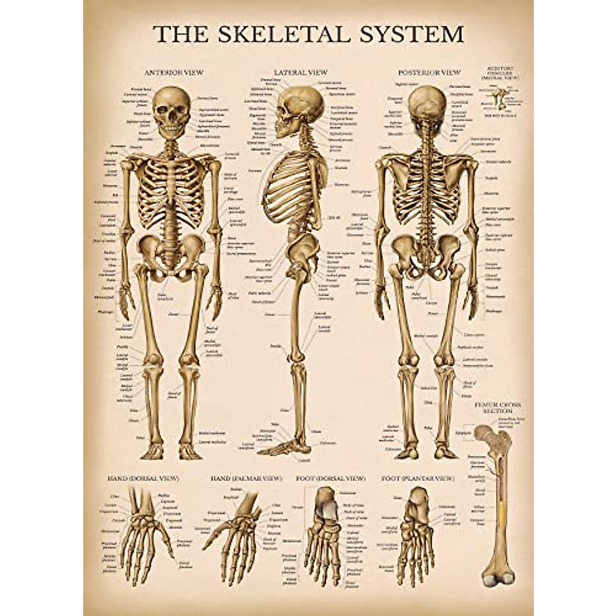 Palace Learning Vintage Muscular & Skeletal System Anatomical Chart Set - Human Skeleton & Muscle Anatomy Posters (LAMINATED, 18" x 24")