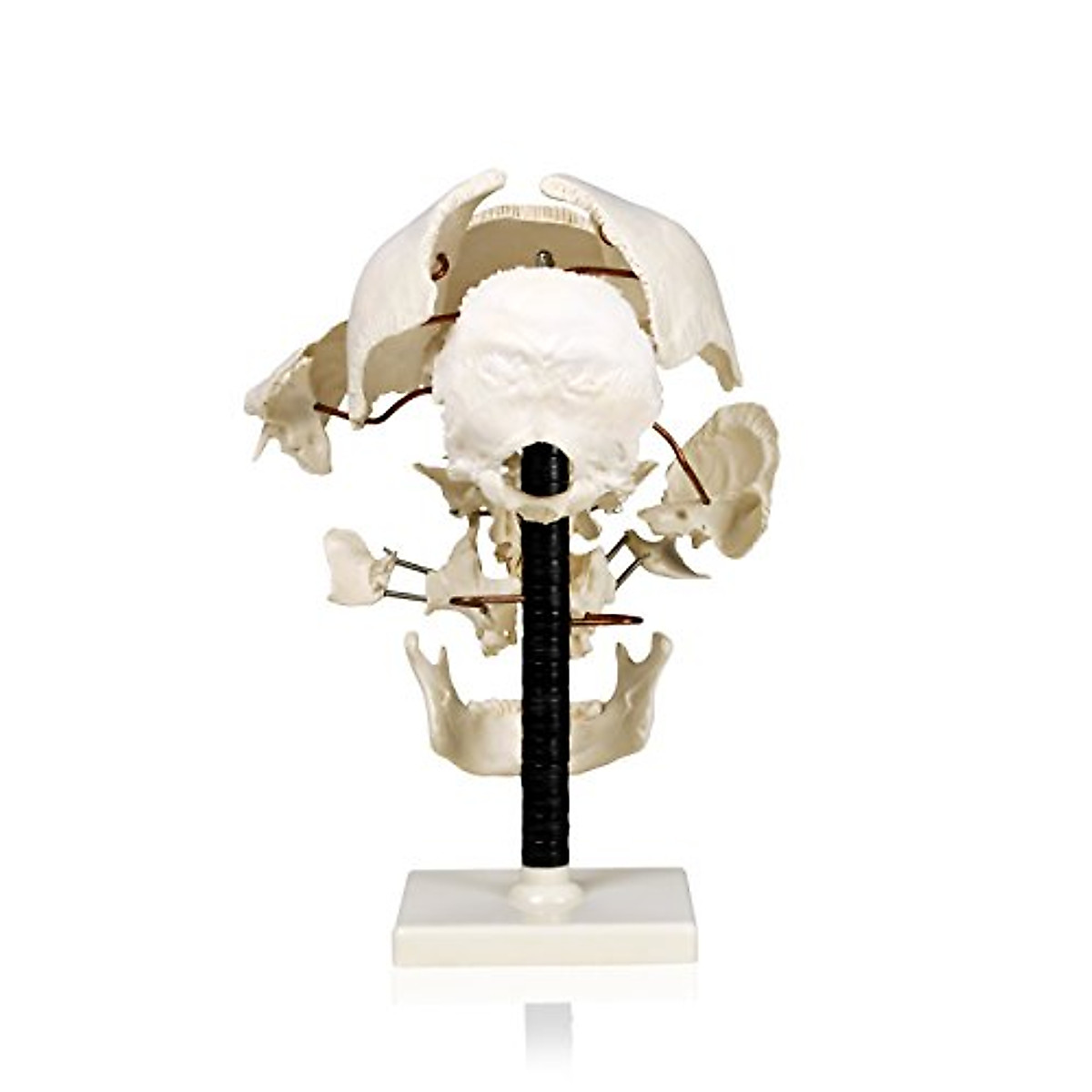 Parco Scientific PB00050 Life Size Beauchene Model | “Exploded” to Show How Bones Fit Together | Disarticulated, Mounted on Wire to Retain Spatial Relationship | Med. Studies | W Identification Key
