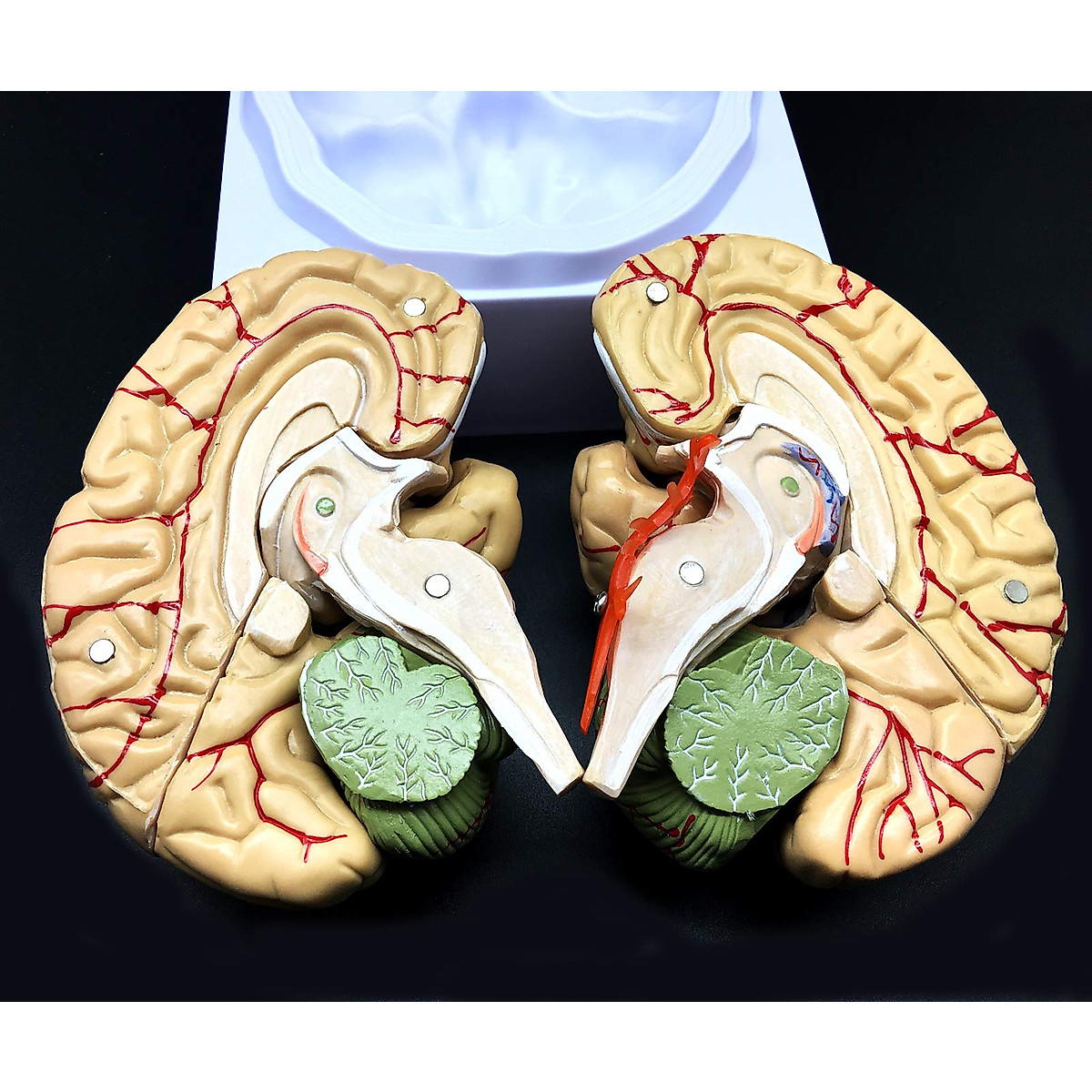 Human Brain Model, Anatomically Accurate Brain Model Life Size Human Brain Anatomy for Science Classroom Study Display Teaching Medical Model