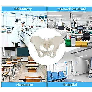 Female Pelvis Model, Life Size Female Pelvic Skeleton Mode, Female Anatomy Model for Science Education, Hip Bone Pelvic Model Female Anatomical Model