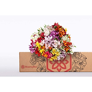 BloomsyBox: 24 Multicolored Alstroemeria Bouquet Flowers, Two Dozen, Long Lasting & Hand-Tied, Farm Fresh Cut Flowers Bouquet, birthday flowers,anniversary Flowers | No Vase