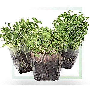 Window Garden Microgreens Grow Kit - Assorted Microgreen Seeds, Indoor Starter Growing Kit -Window Garden 20 Cavity Seed Propagation Kits (2) – Complete with Fiber Soil