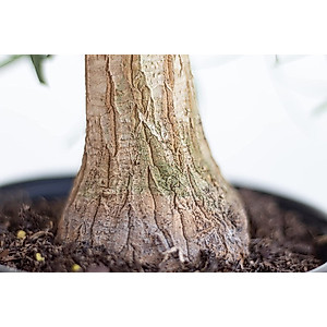 United Nursery Ponytail Palm Live Bonsai Plant, Elephants Foot Indoor Outdoor Easy Care, Low Maintenance House Plant in 6 inch Terracotta Décor Pot, Fresh from Our Farm