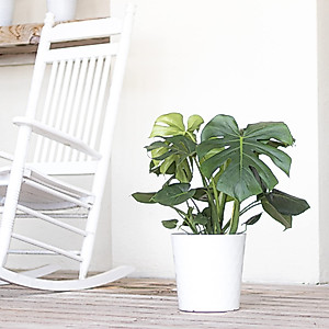 United Nursery Monstera Deliciosa, Split Leaf Philodendron, Swiss Cheese Plant Live Indoor Outdoor House Plant in 9.25 inch Grower Pot, Fresh from Our Florida Farm