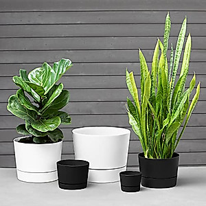 Root & Vessel Majestic Mid-Century Modern Low Profile Cylinder Pot, Matte Black, 8.5"