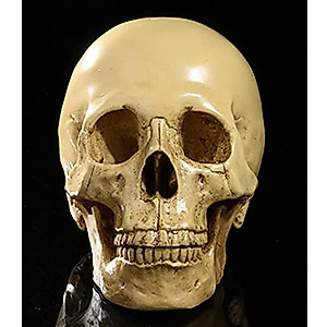 Onecen Life Size Human Skull Model 1：1 Replica Realistic Resin Halloween Party Decoration Human Skull Head Bone Model Medical Skeleton for Anatomical Medical Teaching (Light Yellow)