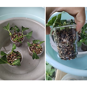 Organic Vermiculite Granules for Plants and Gardening (10 Quarts)